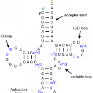 220px-trna-phe_yeast_en.svg_ - Trana Discovery