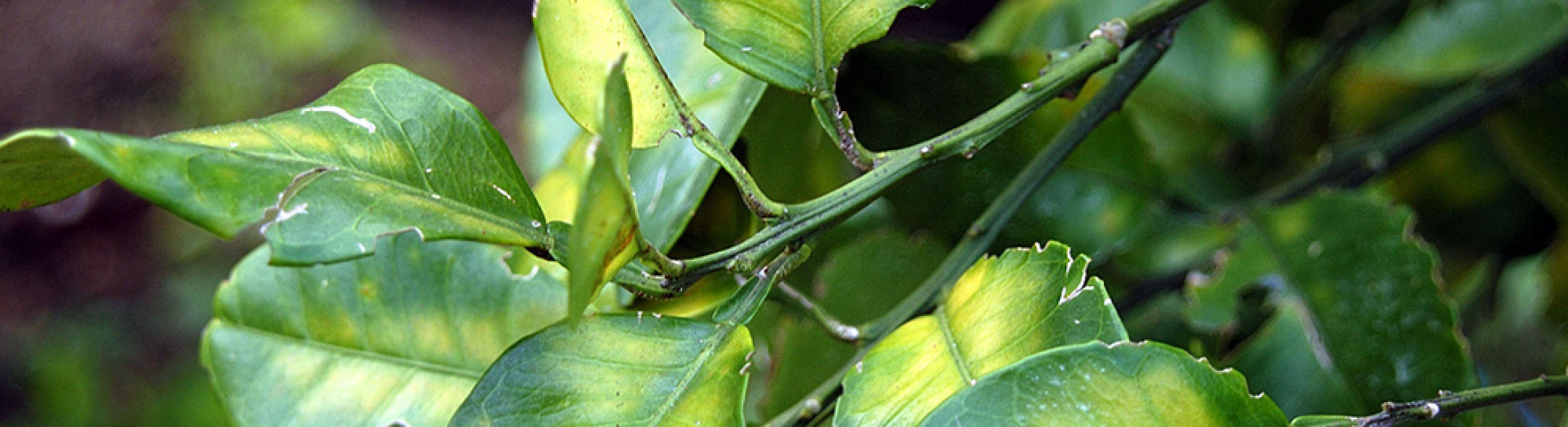 The problem of growing the HLB bacteria in vitro has been solved